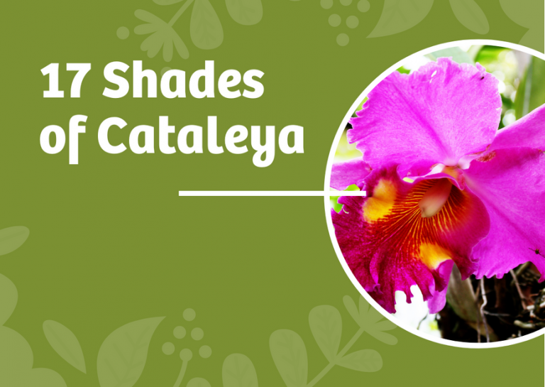 Unglaubliche Vielfalt: 17 Shades of Cataleya